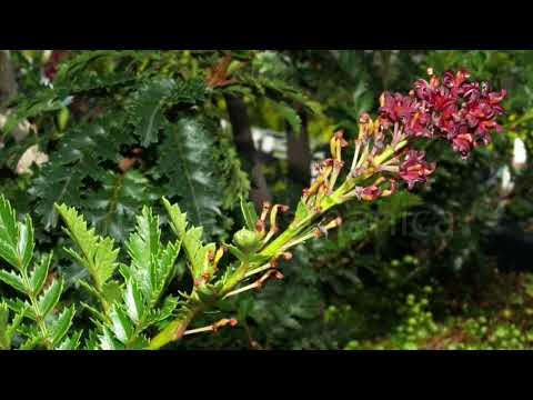 How to Pronounce Lomatia Tasmanica