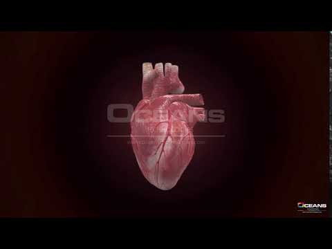 3D Animated Heart – Artificial Intelligence Solutions