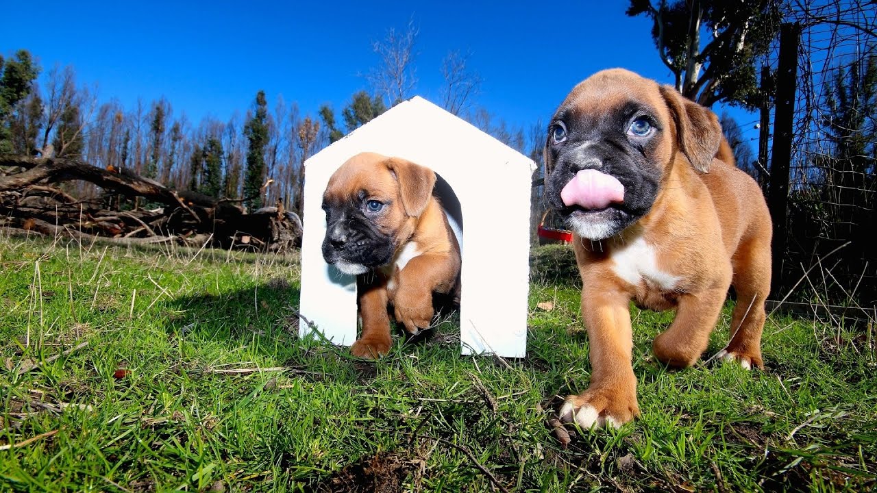 Boxer Dog Puppies   How to Care for Them