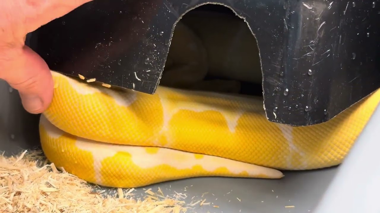 2024/2025 ball python breeding season lineups !!!