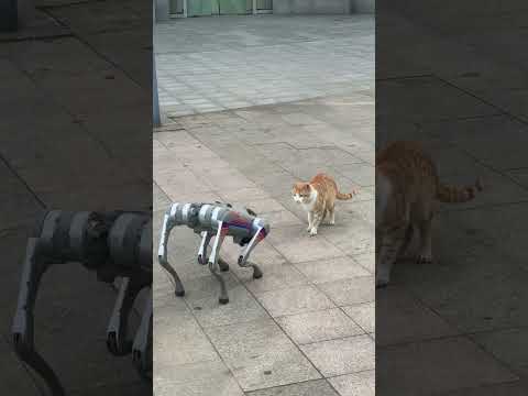 π±Cats are afraid of nothing. #robotdog #shorts #viral