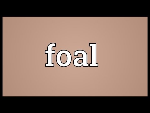 Foal Meaning