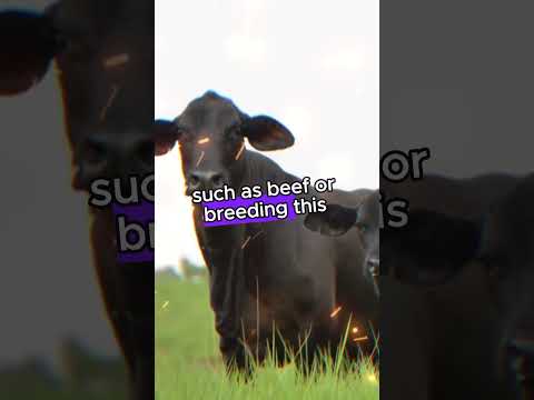 Angus Cattle #cow #bulls