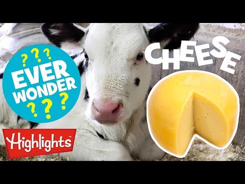 🧀Did You Ever Wonder How Cheese Is Made? 🧀| Highlights Kids