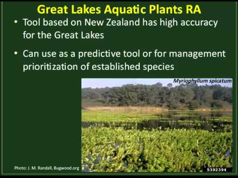 Science Behind Aquatic Invasive Plants
