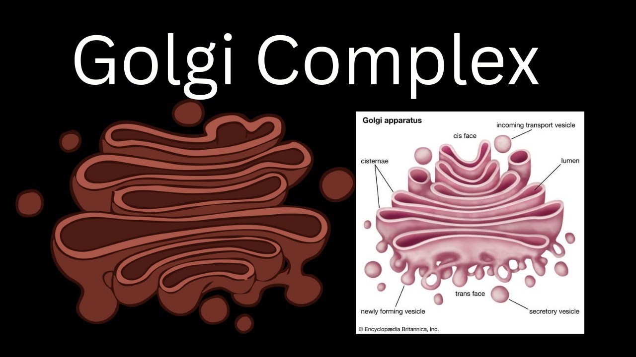 Golgi complex