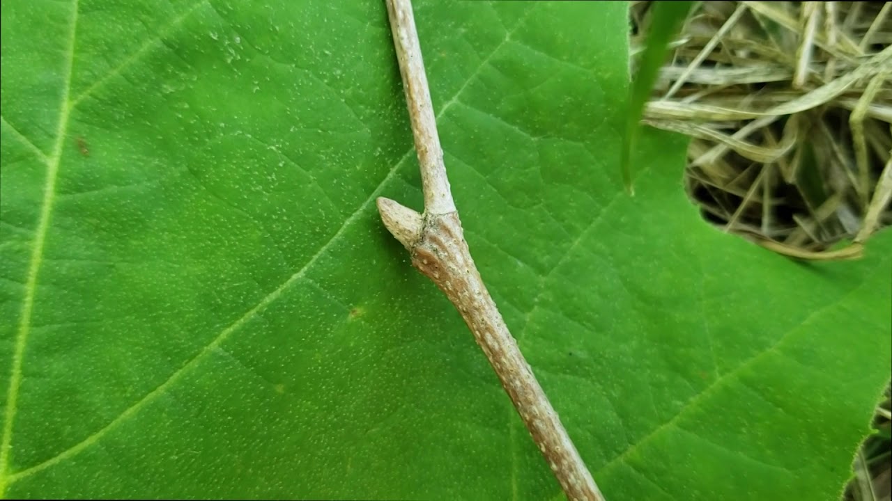 ID That Tree: American Sycamore