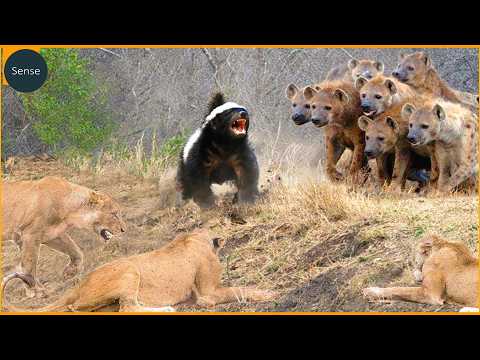 15 Times Honey Badgers And Wolverines Shocked The Wild | Animal Fights