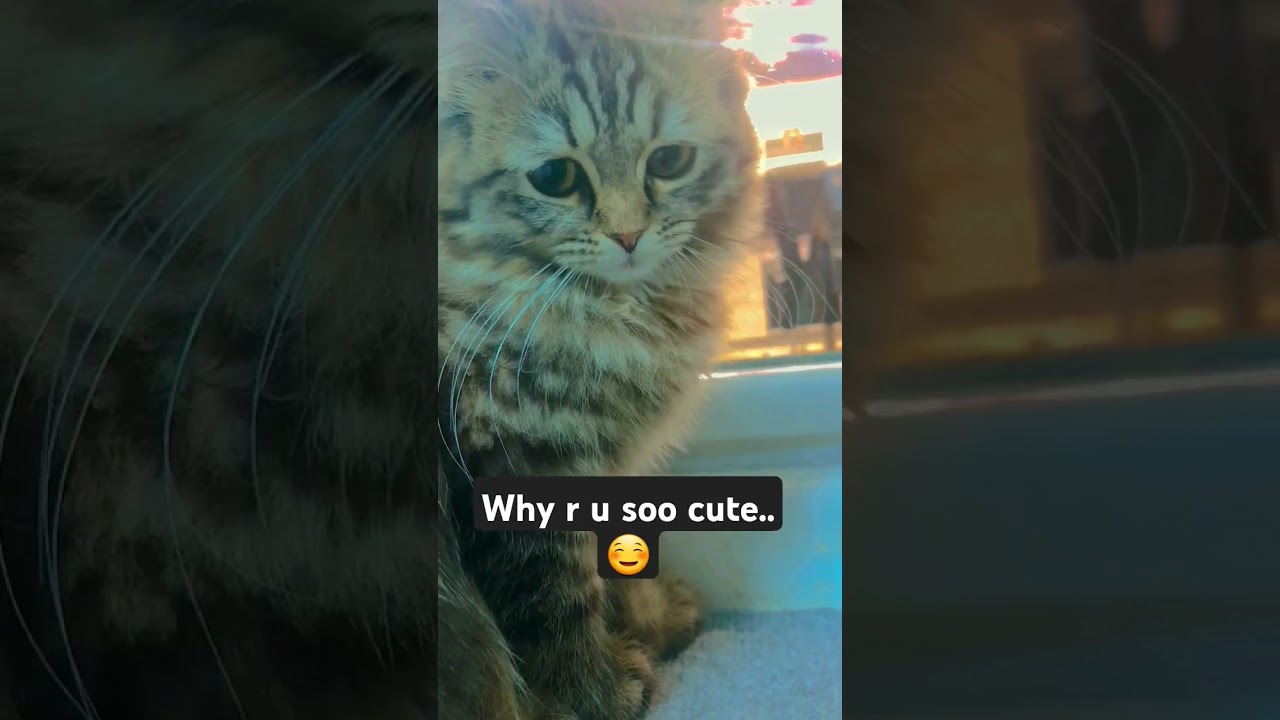 SHES SOO CUTE I COULD SQWEEZZz HEr.!! ☺🥰💕😭tysm for 727😭💕🥰#lovelycat #cuteanimal#cutecat#shorts#cute