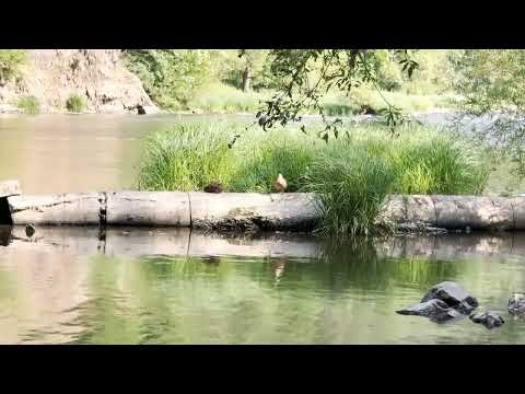 Hidden Waters II – Underwater Soundscape (Ambient Field Recordings)