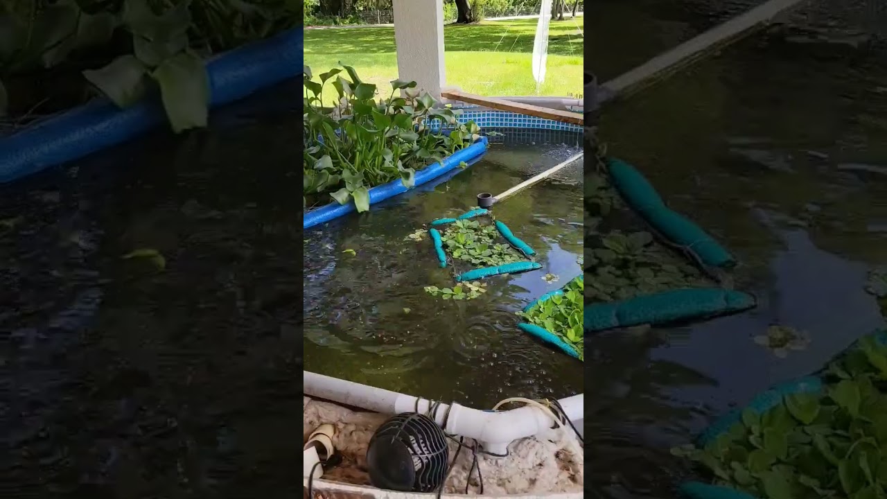 Grow Your Dinner! Raise Fish In Your Backyard