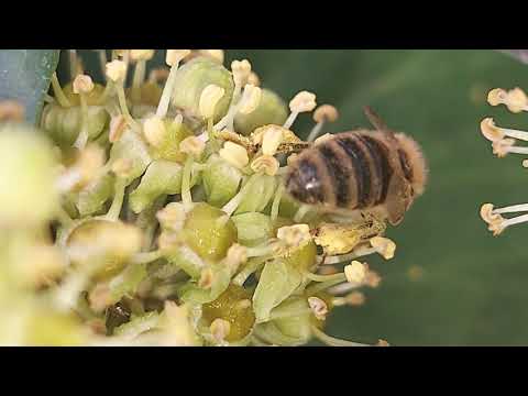 Apis mellifera