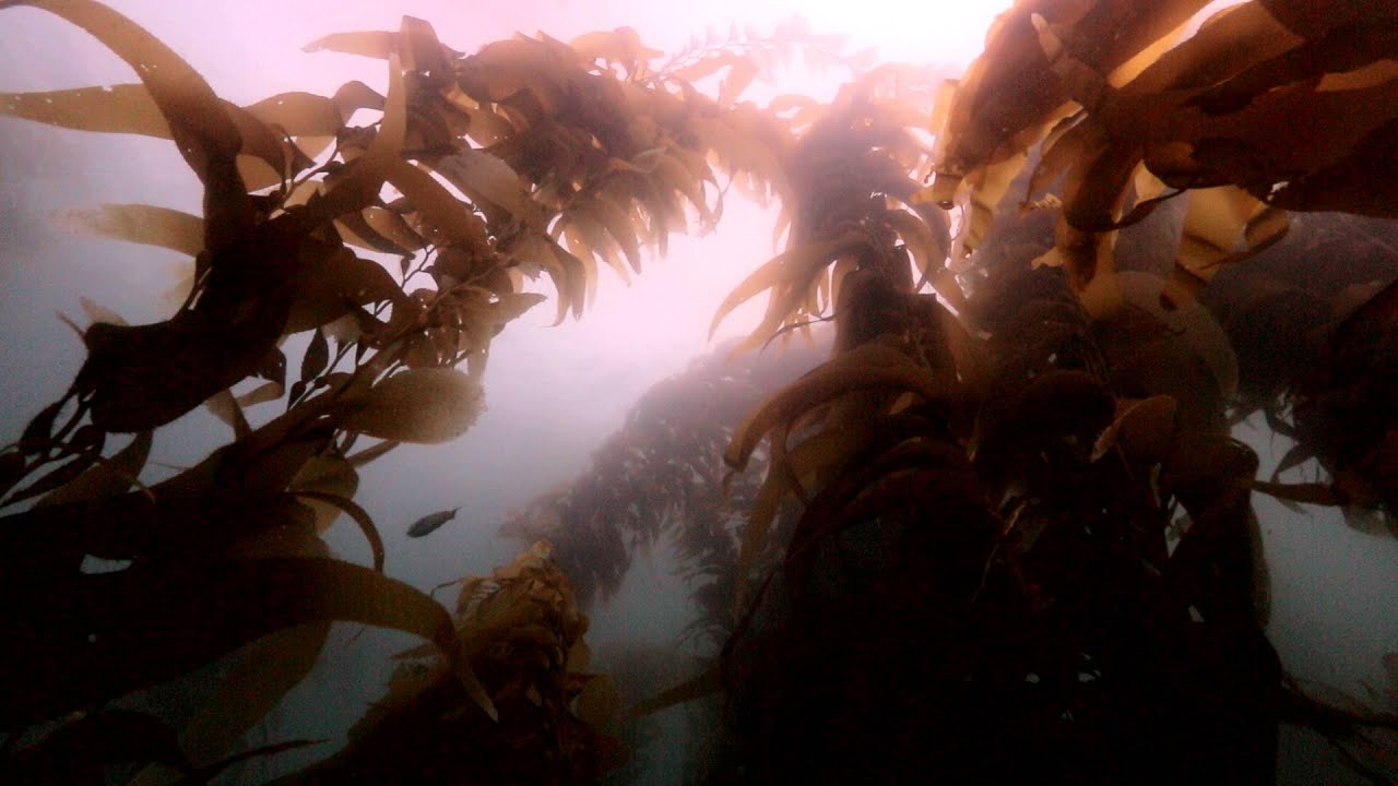 San Diego County Marine Protected Areas (MPAs)