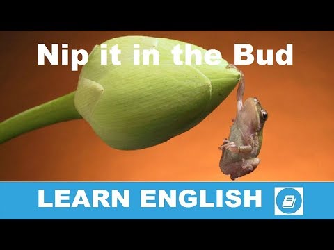 Nip It in the Bud - English Idiom