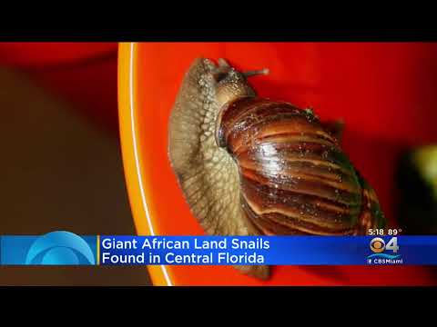 Giant Snails Causing Meningitis Outbreak In Central Florida