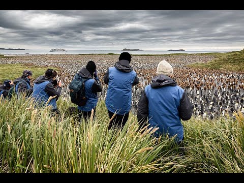 Thousands of King Penguins in their rookery, Salisbury Plains, South Georgia Island.