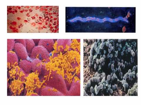 Soil Microbes