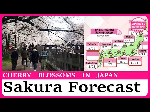 Japan’s SAKURA Cherry Blossom Forecast