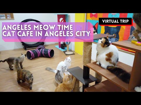 ANGELES MEOW TIME CAFE & RESTOBAR | CAT CAFE in ANGELES CITY