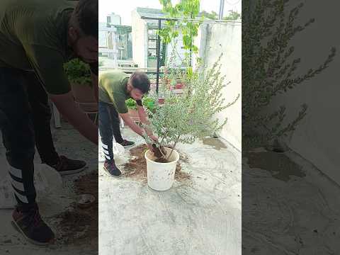 Transplanting, Root Pruning, and Trimming My Texas Sage for Healthier Growth. 🌱🌿