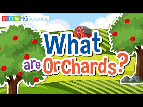 What are Orchards?