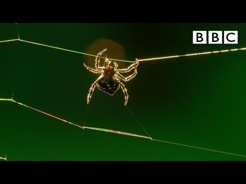 Amazing spider baffles scientists with huge web | The Hunt - BBC