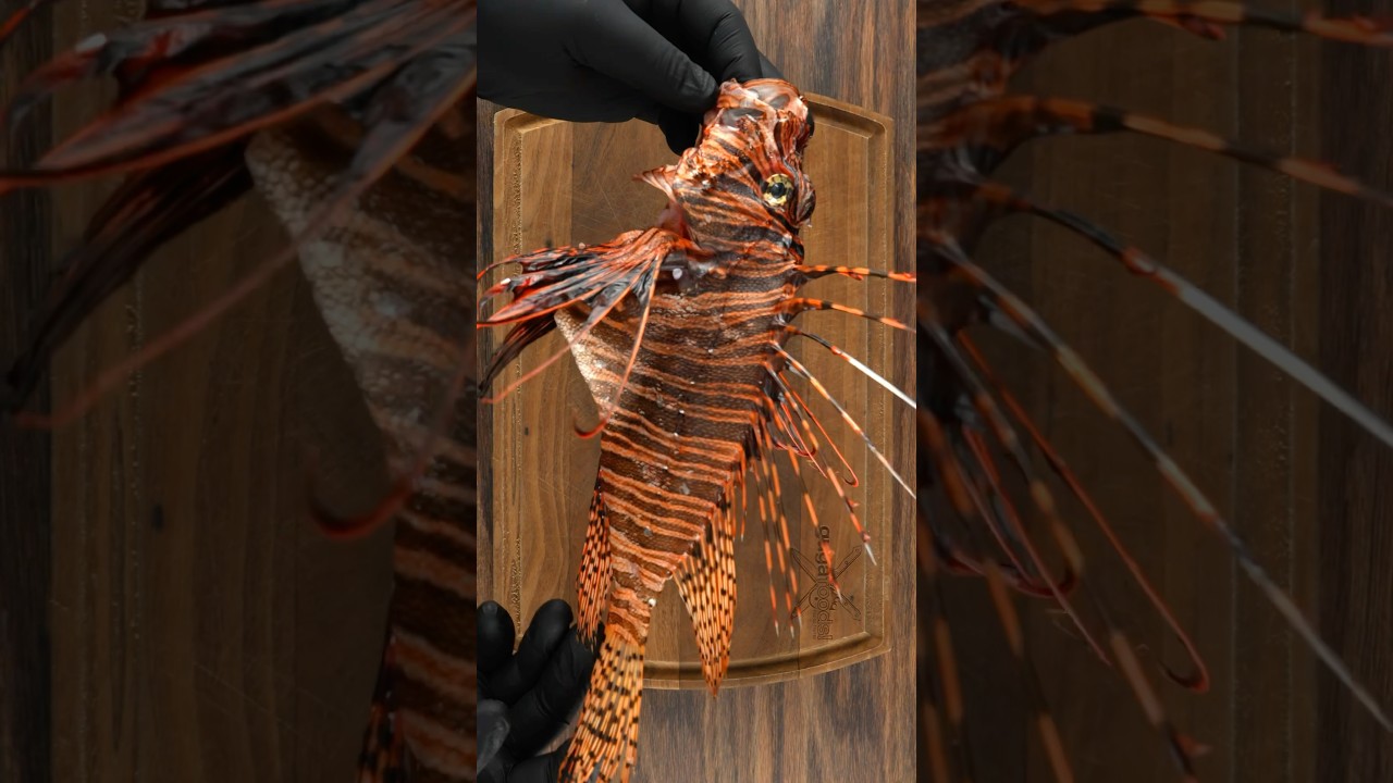 I Dry-Aged a Venomous Fish and Ate IT!