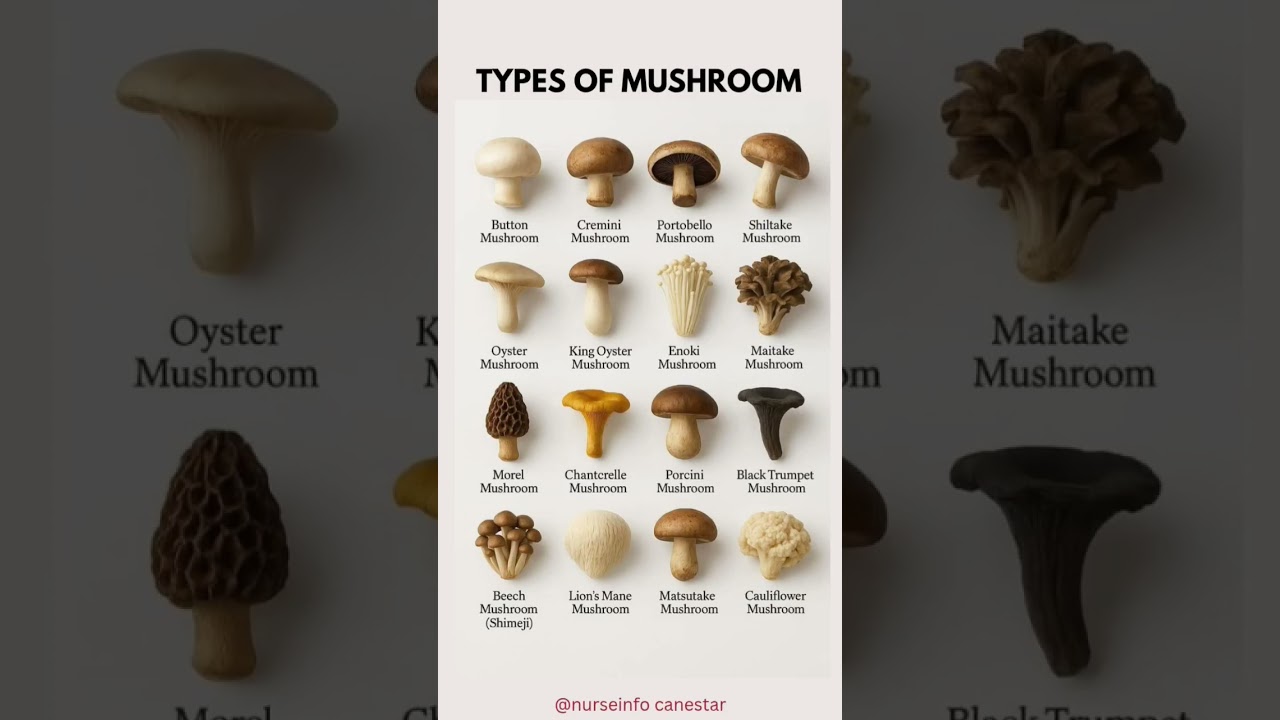 TYPES of MUSHROOM 🍄