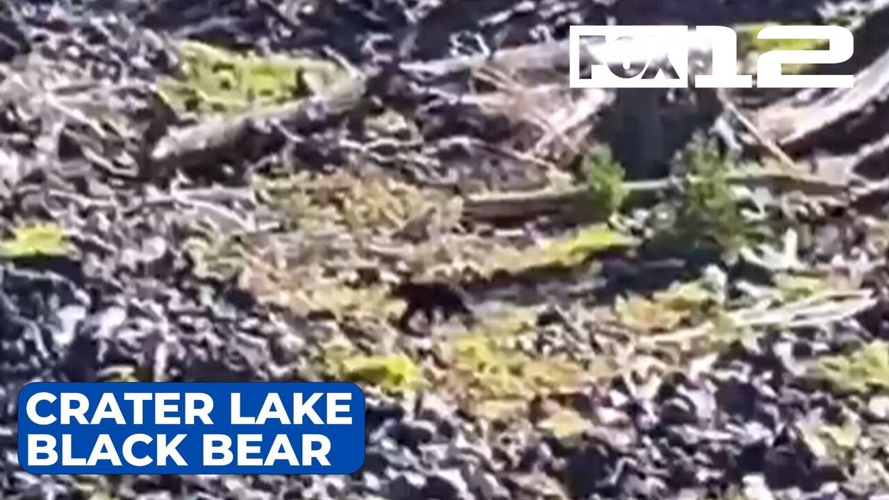 Black bear takes a swim at Crater Lake