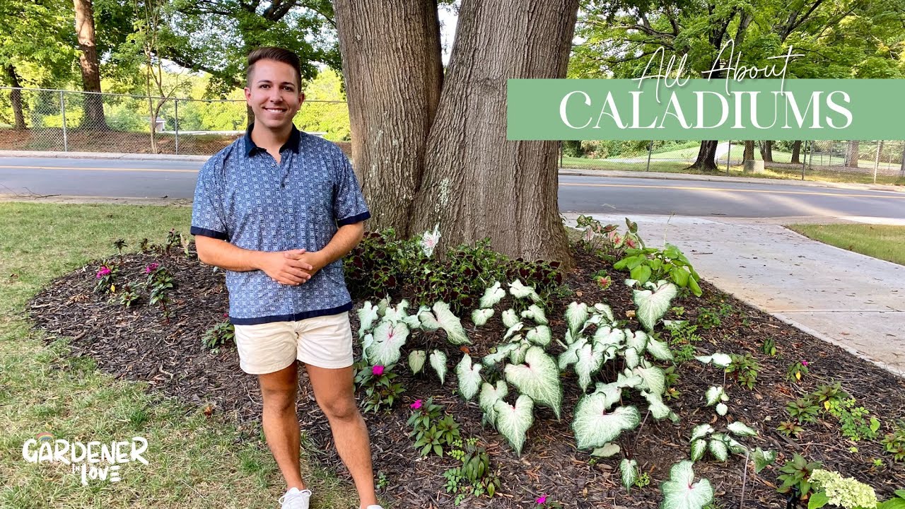 All About Caladiums from Proven Winners | Gardener in Love
