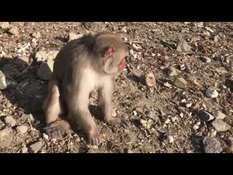 What Puerto Rico's Monkeys Post-Maria Teach Us About Survival | On ...