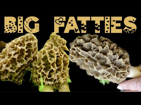 BIG FATTIES: Morel Mushrooms 2023 midwest progression MAP April 6th