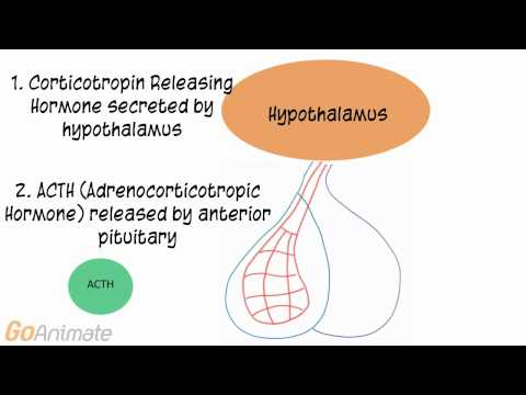Anatomy and Physiology of the Endocrine System: ACTH