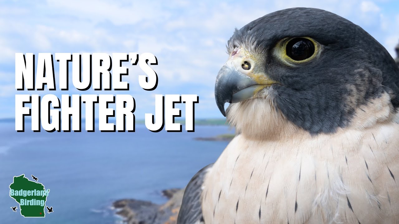 5 Things You Didn't Know About Peregrine Falcons