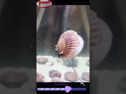 SHELLS ARE ALIVE?! SECRET LIFE OF SEASHELLS! #shorts #shell #seashell