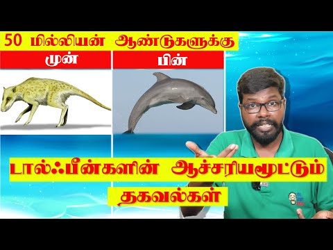 Fascinating facts of Dolphin | டால்ஃபின்களின் ஆச்சரிய தகவல்கள்| Onriya Uyirinam | Big Bang Bogan