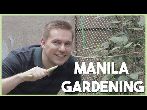 How to grow vegetables in your MANILA CONDO (URBAN GARDENING TIPS with Chris Urbano)