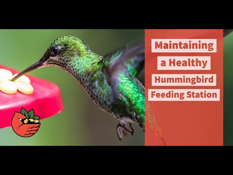 Maintaining a Healthy Hummingbird Feeding Station