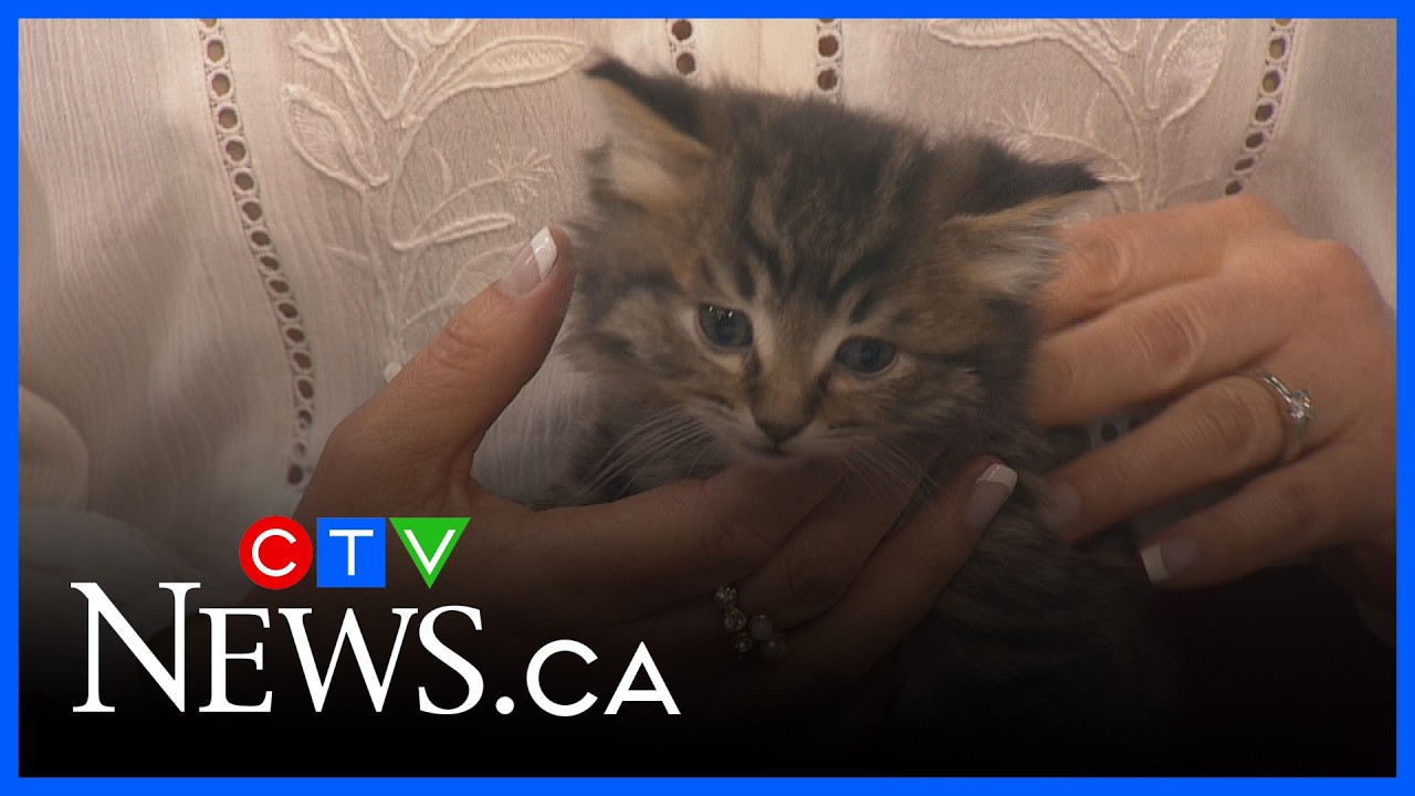 Community Connection: Grateful Friends Animal Rescue