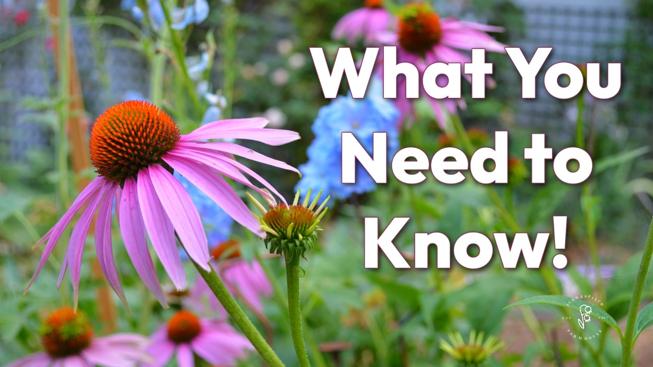 10 Things You Need to Know About Echinacea Coneflowers