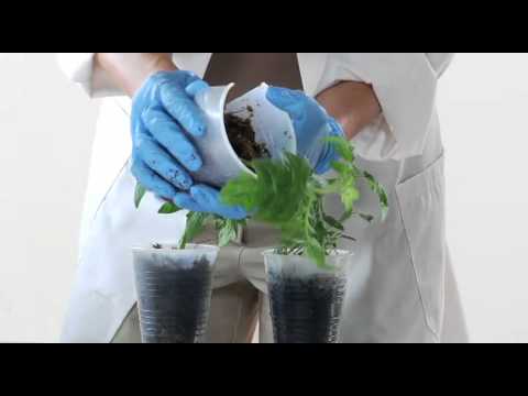 Using your Phototron Step 8: Transplanting your plants from the germination cups to the Sphagnum bed