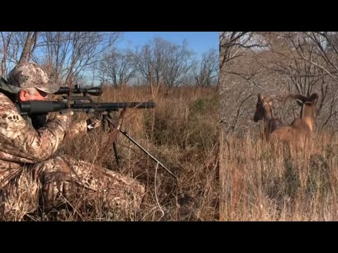 AIRGUN Hunting: Head Shot on Big Game?