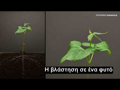 Βλάστηση σπόρος φυτό ανάπτυξη φυτικό έμβρυο Φυσική Iστορία