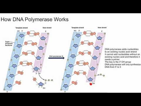 How DNA Polymerase Works