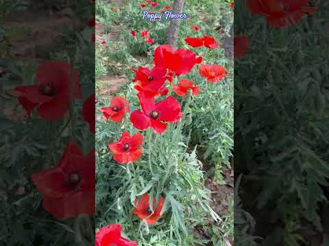 Poppy Flower #shorts