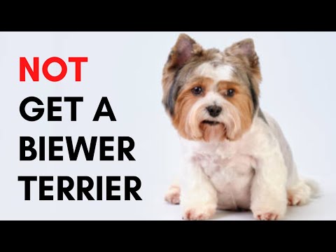6 Reasons Why You should Not Get a Biewer Terrier
