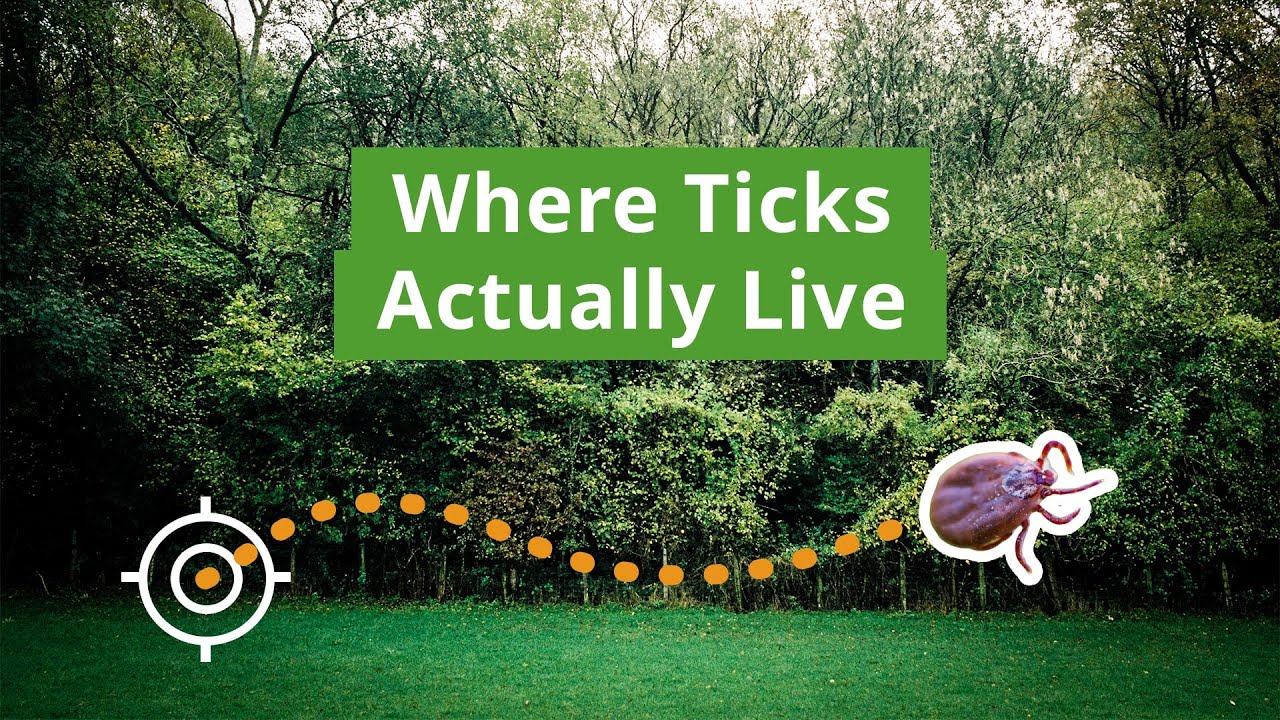Where Do Ticks Live? Understanding Tick Habitats