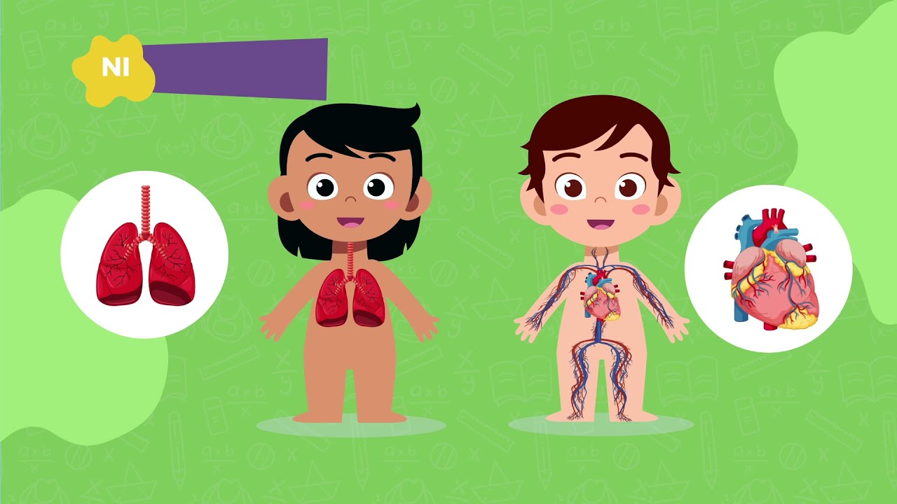 El cuerpo humano - Partes internas y externas