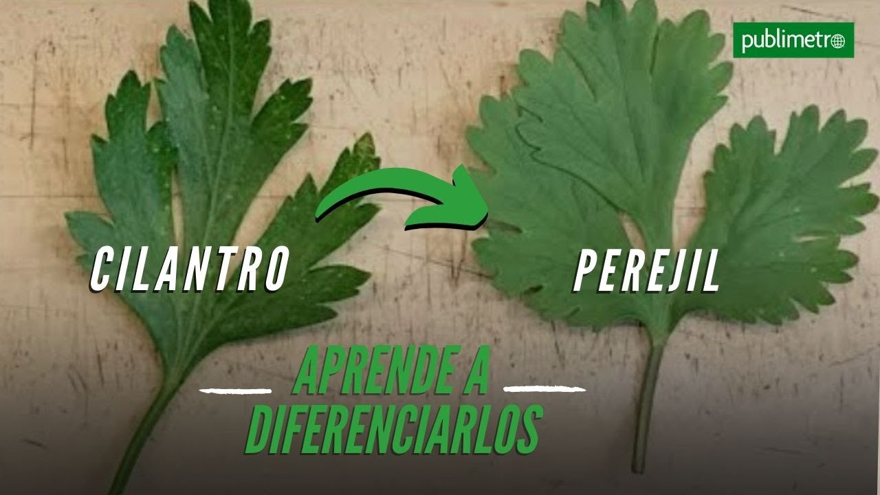 ¿Cómo diferenciar el CILANTRO del PEREJIL?