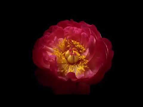 Flowers fireworks